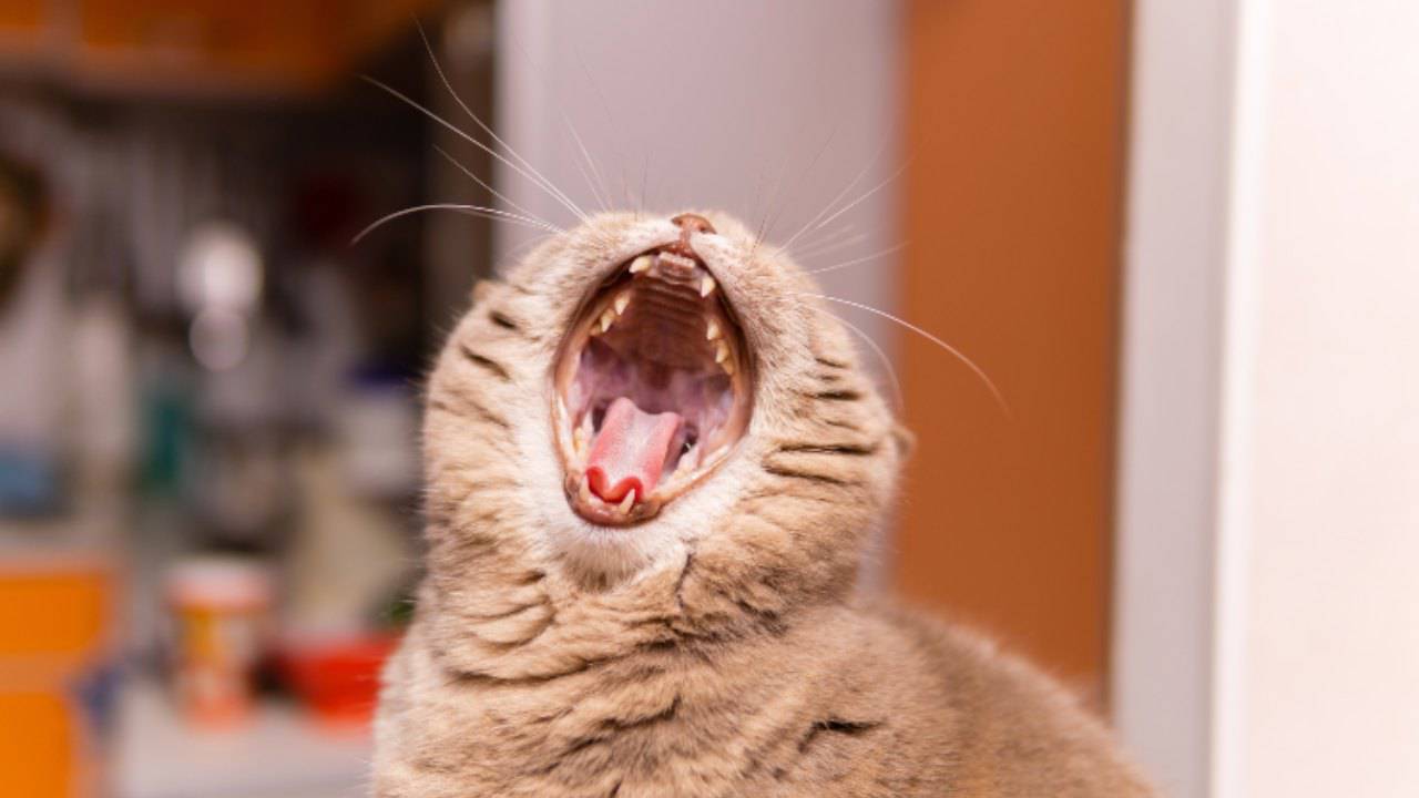 Perforazione tracheale nel gatto: cause, sintomi e trattamento