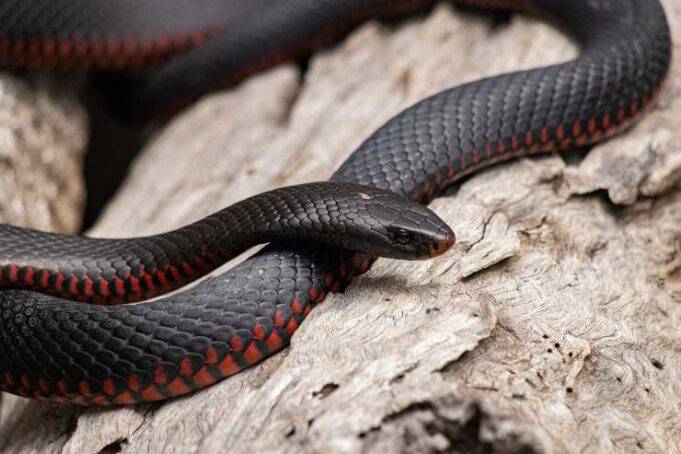 Dove vivono i serpenti: tutto quello che è necessario sapere su questi ...