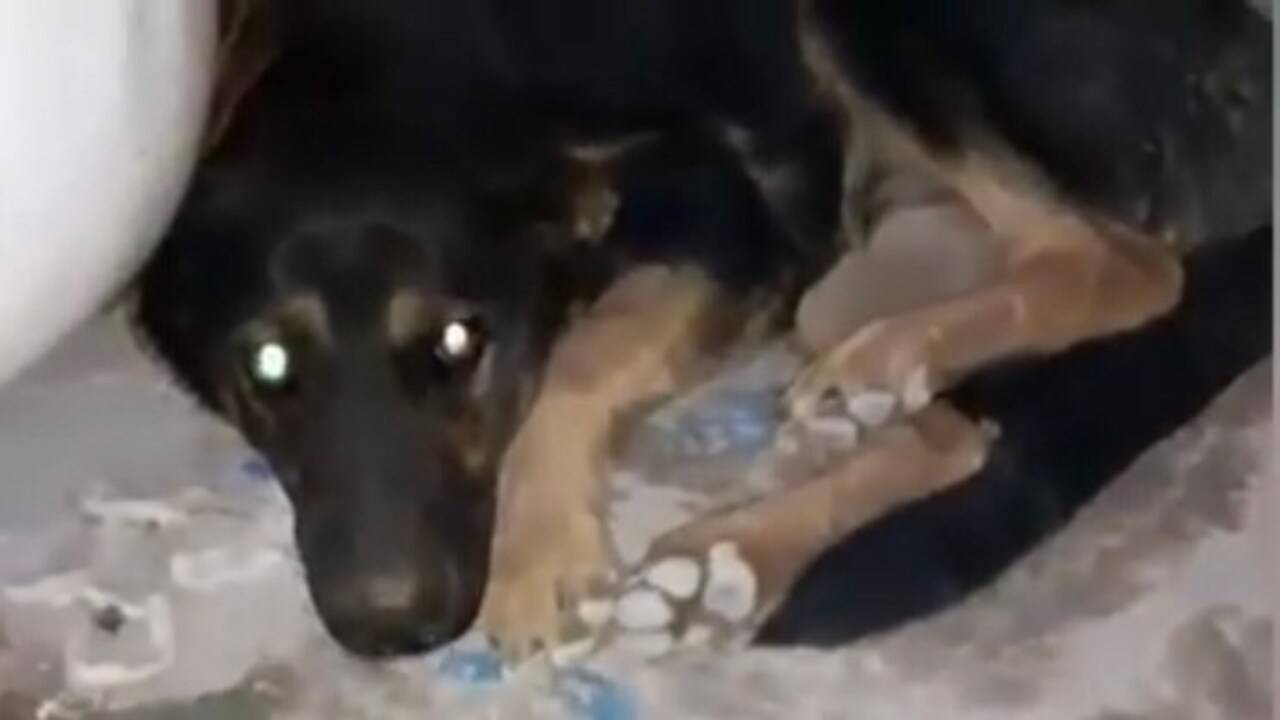Il bacino era rotto: cagnolina ha terrore dell'essere umano (VIDEO)