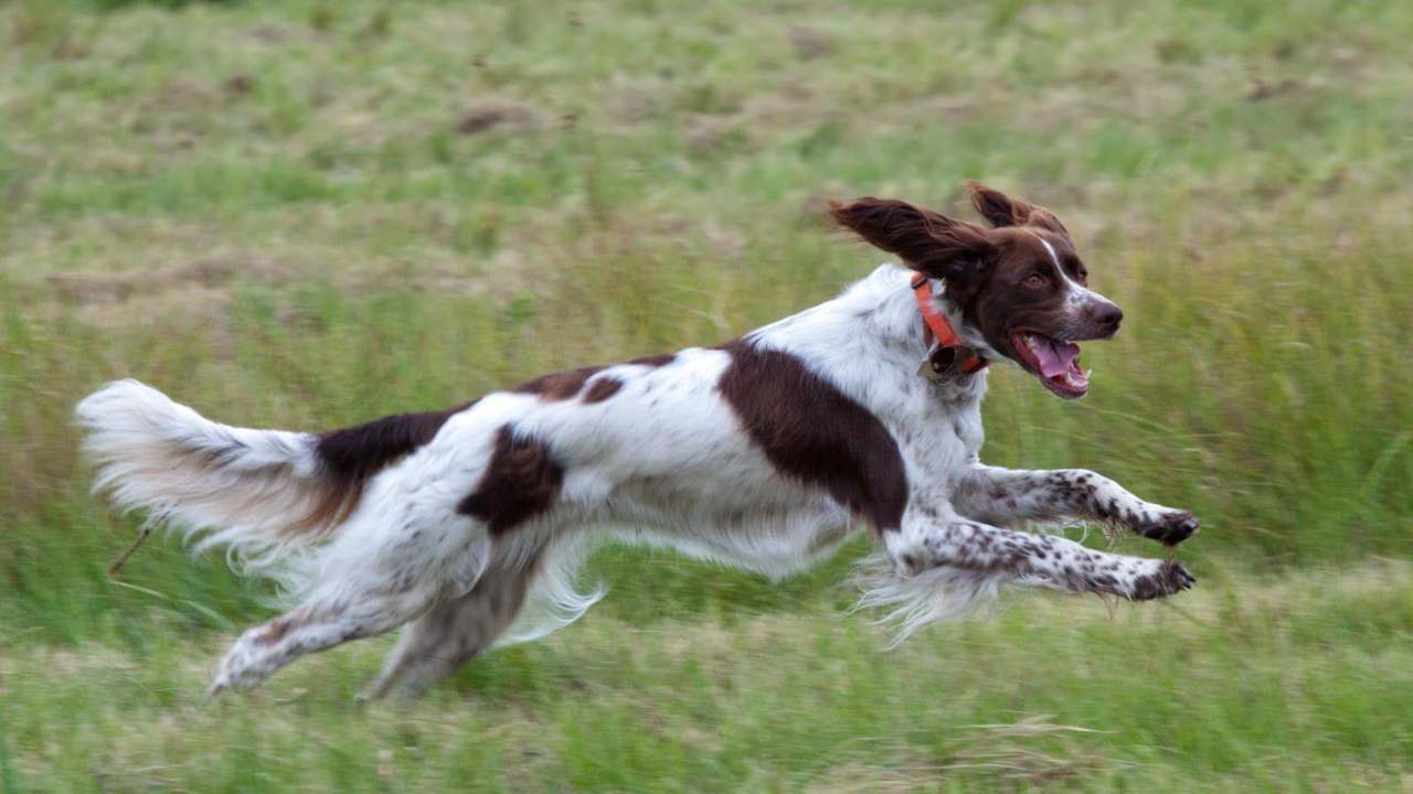 Cura del pelo dell'Epagneul francais: tutto dalla spazzola al bagno