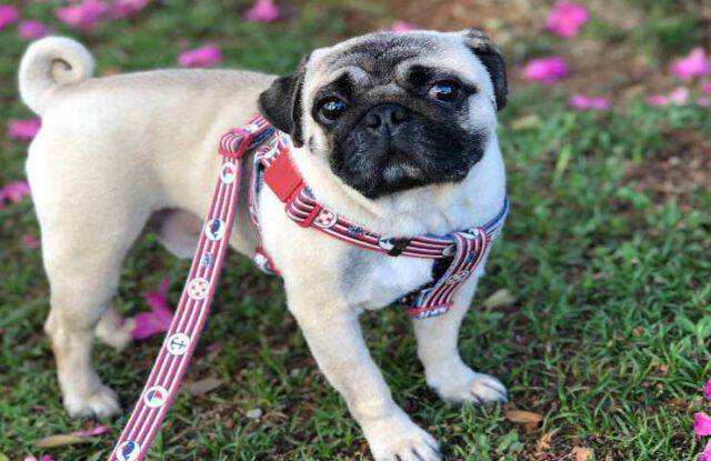 Rico, il cane "influencer" che sta riscuotendo un enorme successo