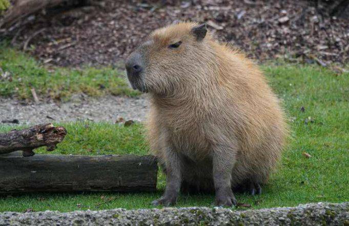 Capibara arrivano allo zoo: portano i nomi dei personaggi di Encanto