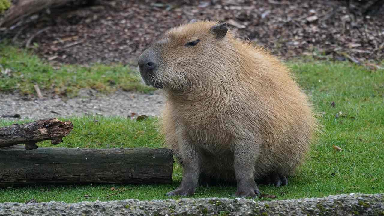 Capibara arrivano allo zoo: portano i nomi dei personaggi di Encanto