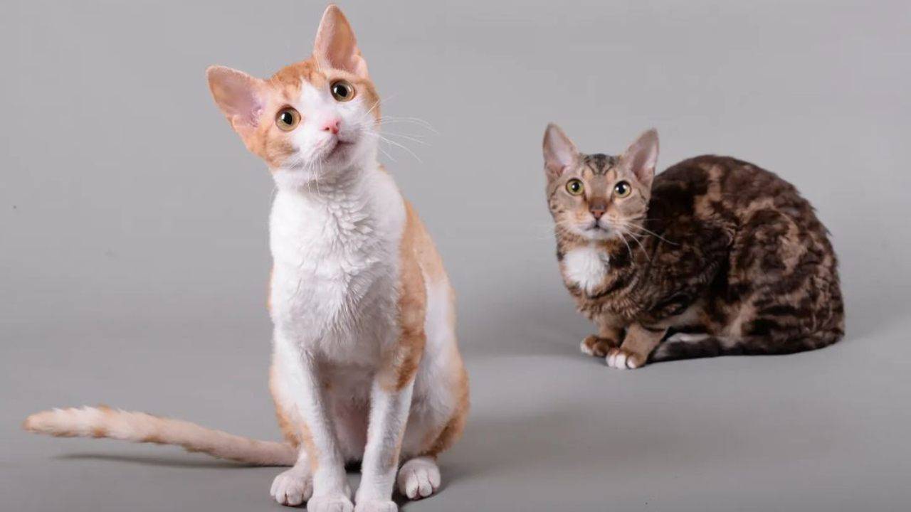 Curiosità sull'Ural Rex: origini, chicche, aneddoti, esemplari famosi