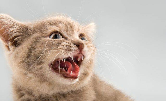 Epulide nel gatto: le cause, i sintomi e il trattamento