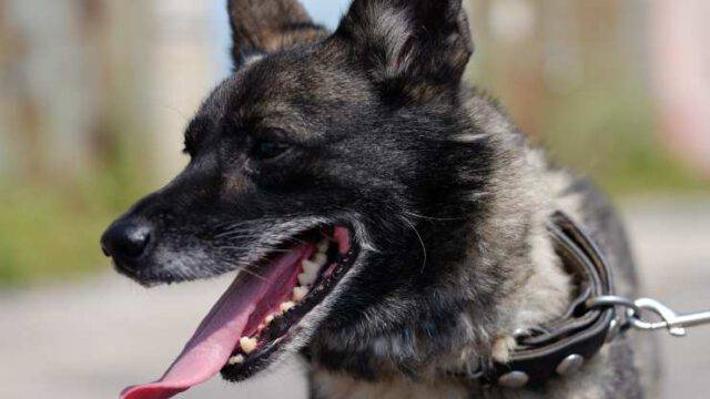 Mucocele salivare nel cane: cause, sintomi e trattamento