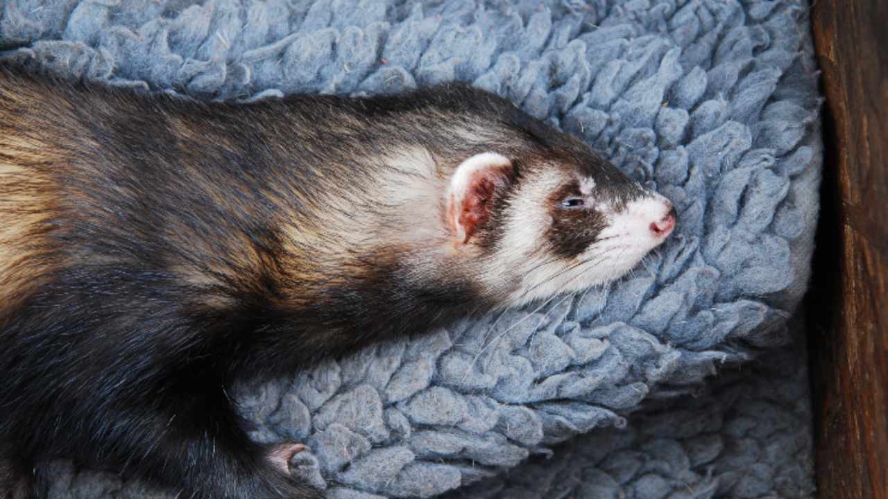 Il furetto si finge morto: ecco il motivo sorprendente del comportamento