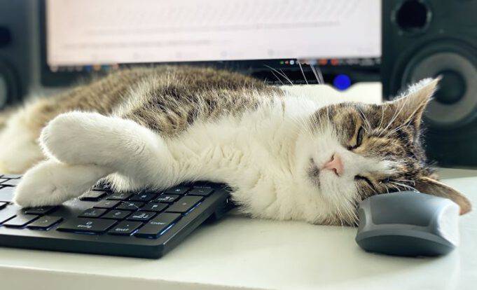 Il gatto si sdraia sul pc quando è acceso: i motivi e i suggerimenti