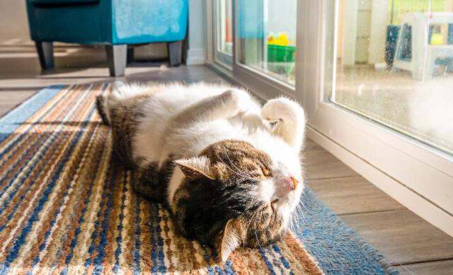 Il gatto dorme davanti alla porta di casa: le spiegazioni al comportamento