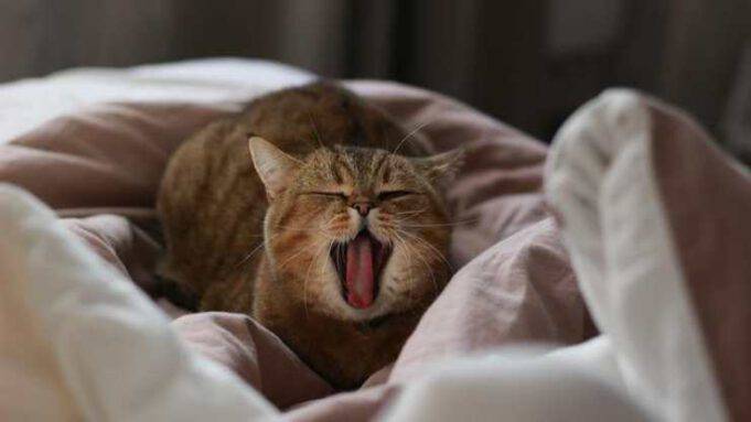 Il gatto gira su sé stesso prima di dormire: ecco il motivo