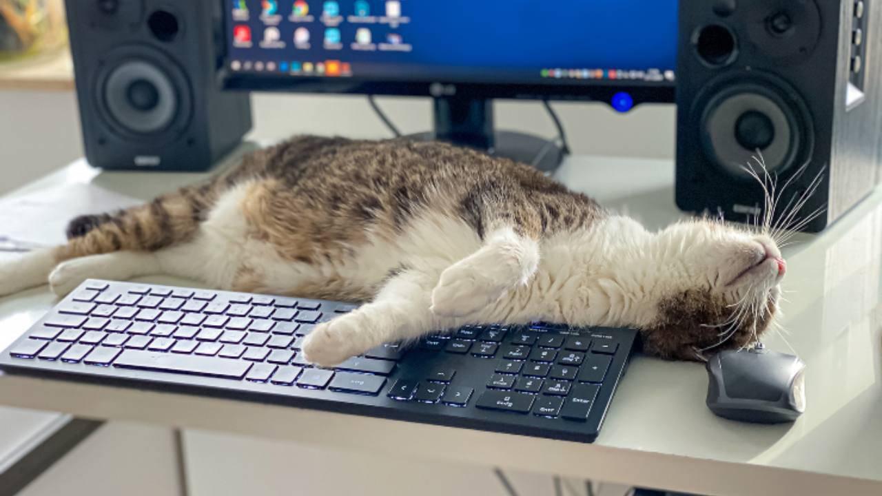 Il gatto si sdraia sul pc quando è acceso: i motivi e i suggerimenti