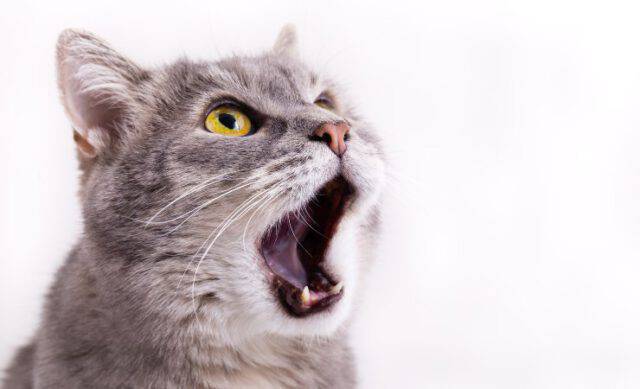 Epulide nel gatto: le cause, i sintomi e il trattamento