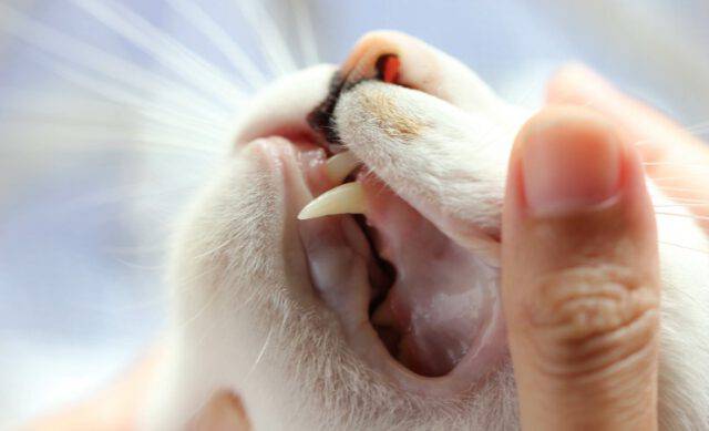 Epulide nel gatto: le cause, i sintomi e il trattamento