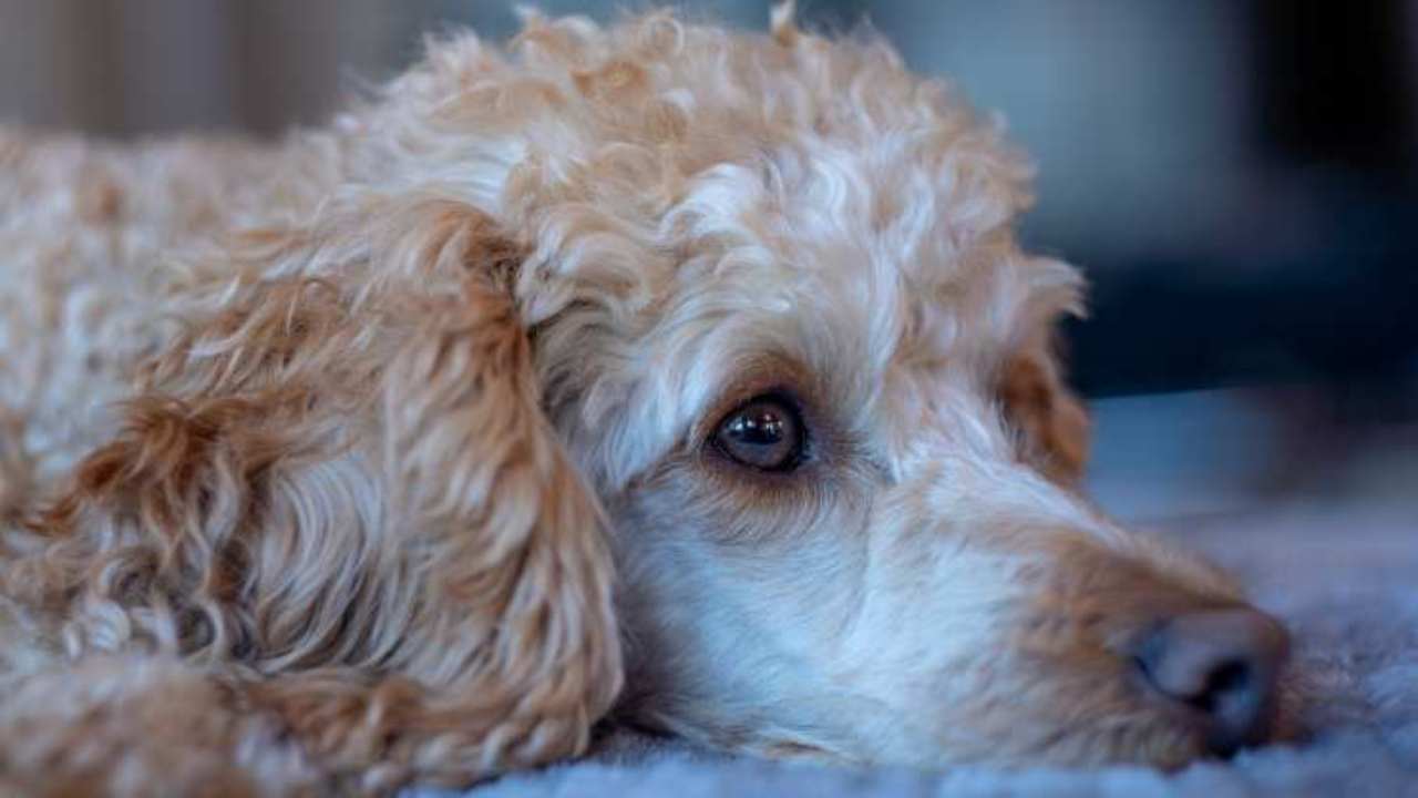 Mucocele salivare nel cane: cause, sintomi e trattamento