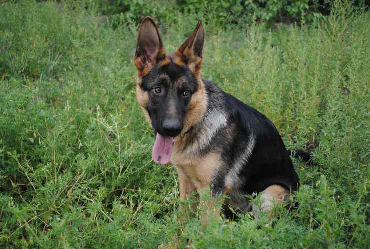 Feci bianche nel cane: quali sono le cause principali, i sintomi e la cura
