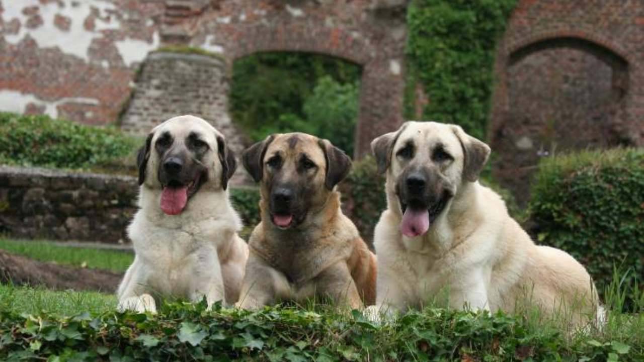 Cani compatibili con il pastore dell’Anatolia: le principali razze