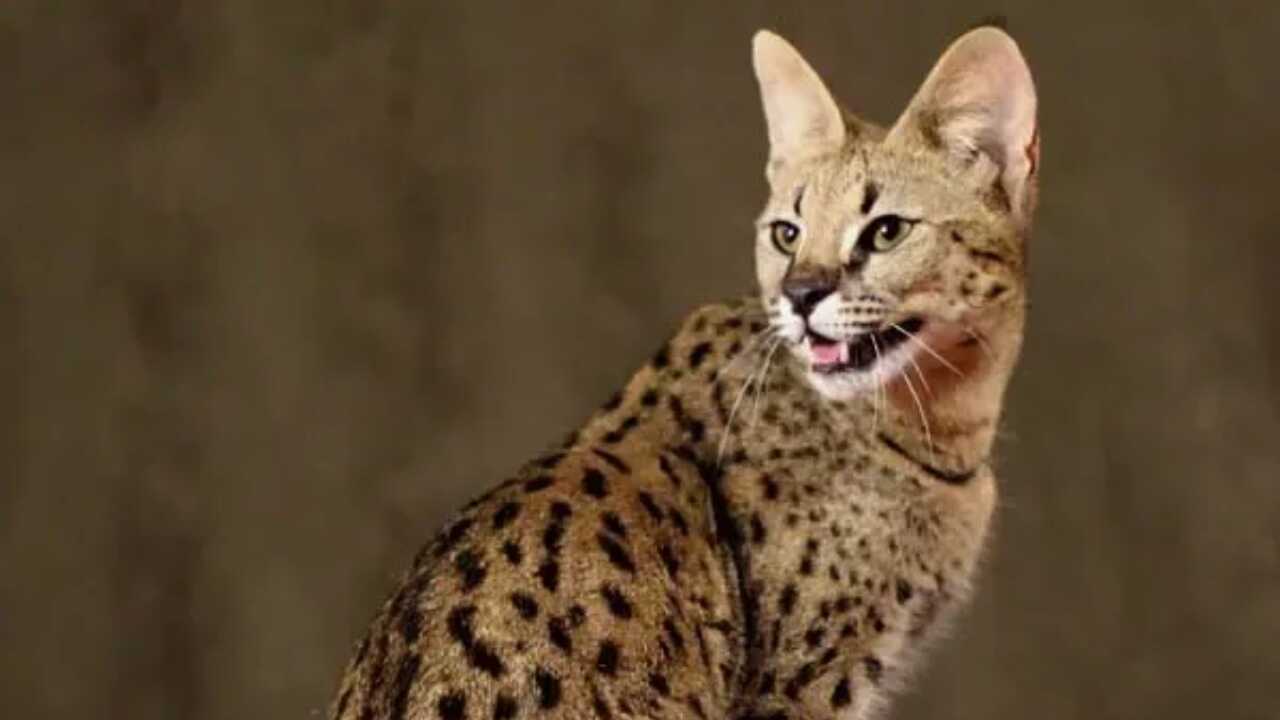 Curiosità sul gatto Safari: chicche, esemplari famosi, aneddoti