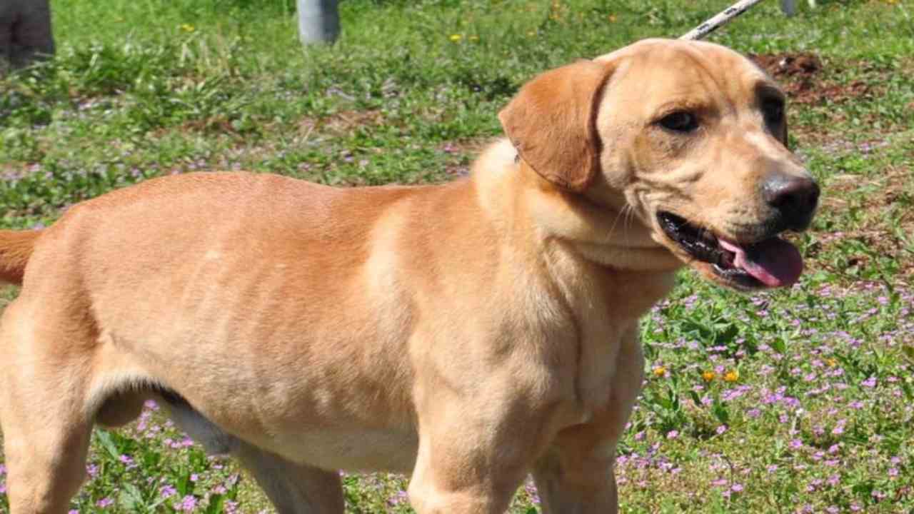 Il cane Leo abbandonato per due volte: ha bisogno di una famiglia seria