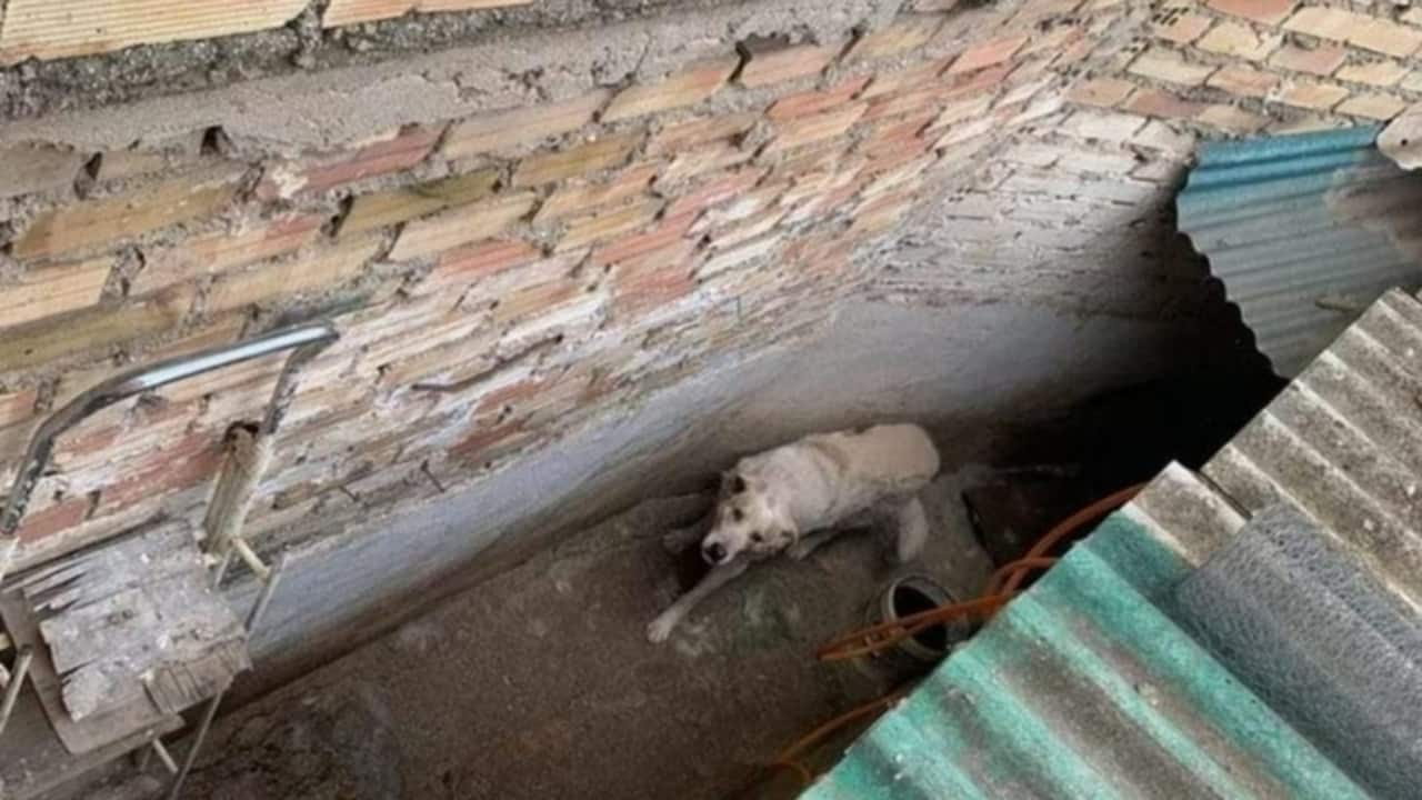 Il cane piangeva disperato: sembra un abbandono ma la realtà è diversa