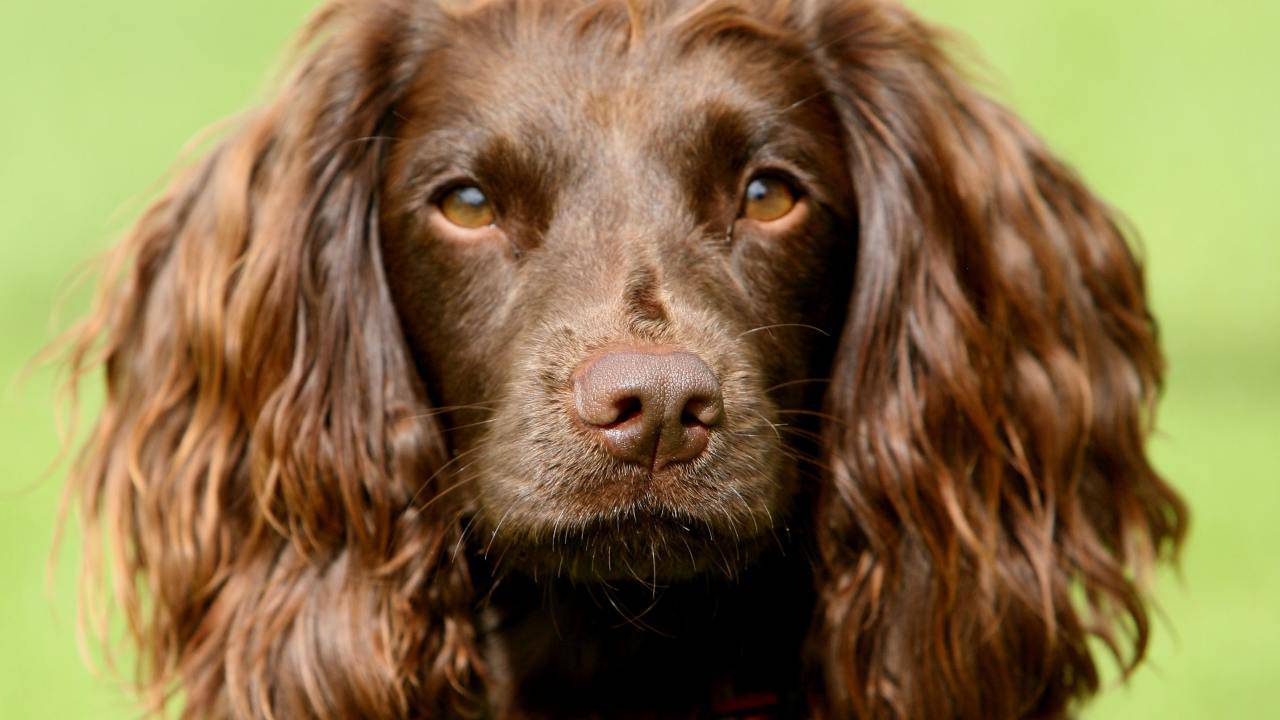 Curiosità sul Field Spaniel: tutto dal nome alla storia al prezzo