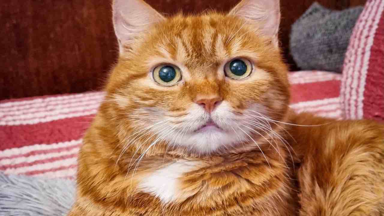 Batuffolo: la storia di un gatto rosso e di un amore cieco