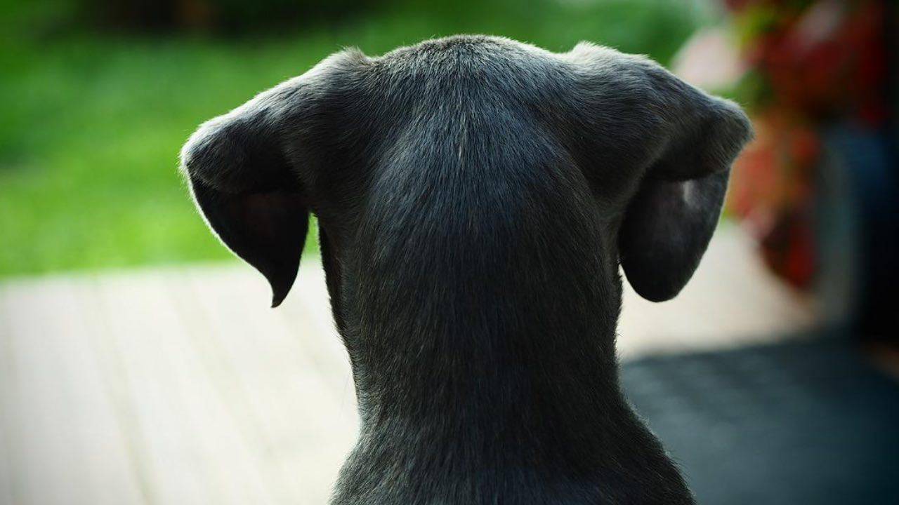 Cane subisce l’abbandono: la punizione di una madre nel doposcuola