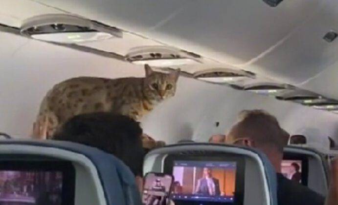 Gatto scappa dal suo proprietario a metà volo, il video è virale su TikTok