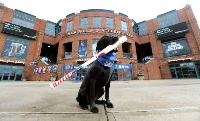 Cane mostra le sue abilità durante una partita di baseball - VIDEO