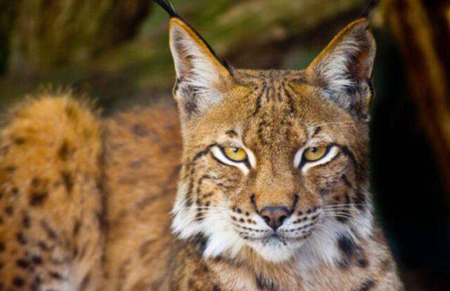 Coppia salva un gattino dal portico della propria casa