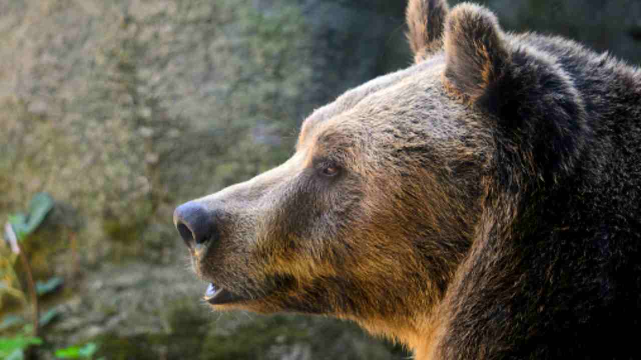 "Il sentiero dell'orso", la nuova iniziativa WWF nel parco Nazionale