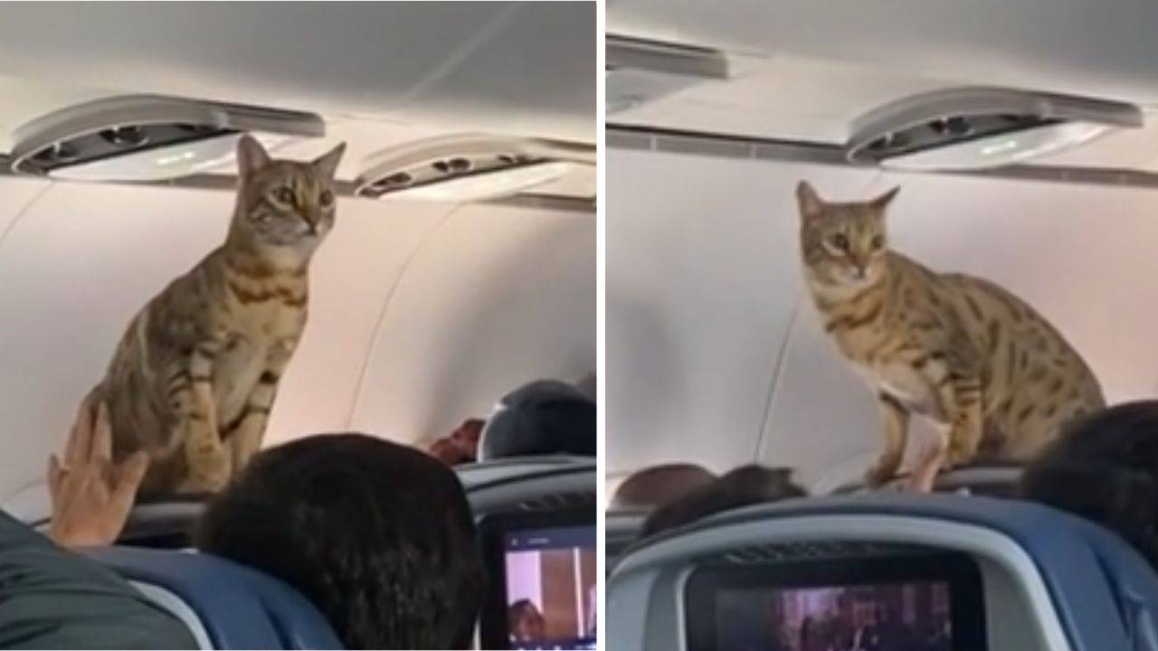 Gatto scappa dal suo proprietario a metà volo, il video è virale su TikTok