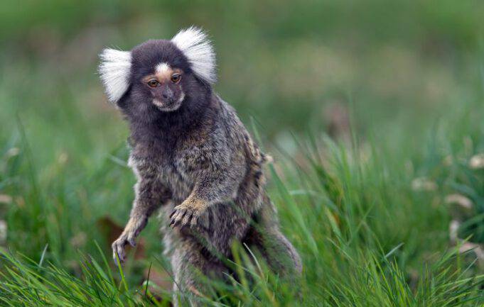 Animali con il ciuffo: caratteristiche e curiosità di specie particolari