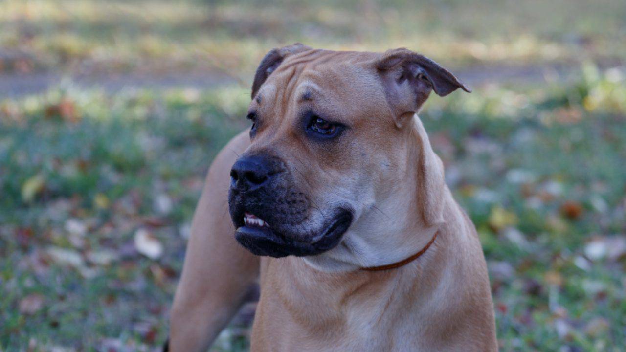 Curiosità sul Ca de Bou: tutto quello che dovete sapere