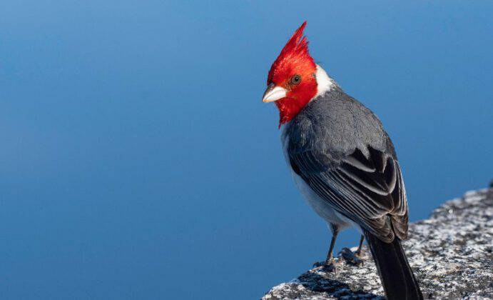 Uccelli dalla testa rossa: caratteristiche e curiosità di volatili ...