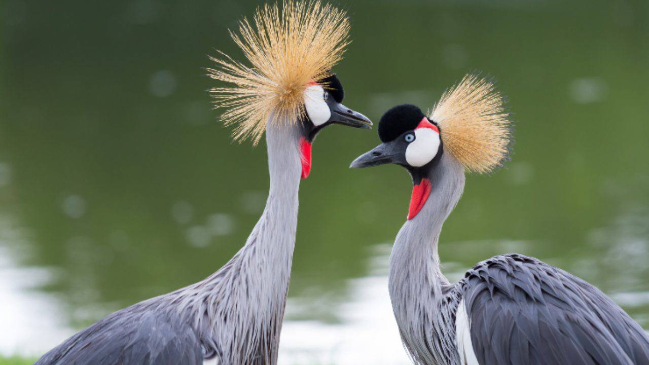 Animali con il ciuffo: caratteristiche e curiosità di specie particolari