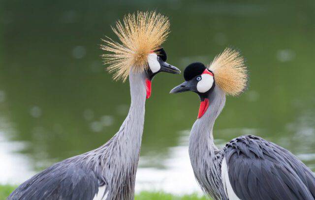 Animali con il ciuffo: caratteristiche e curiosità di specie particolari