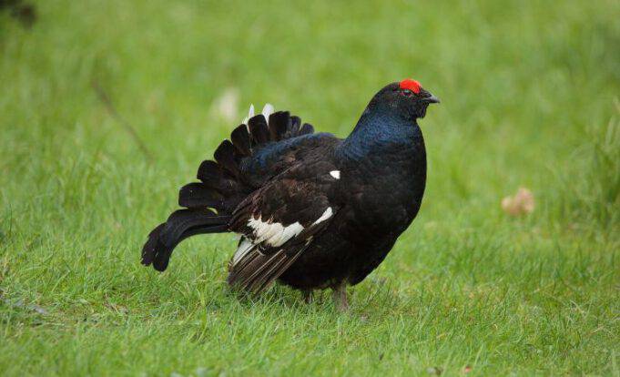 Gallo Forcello: specie rara ornamentale da cortile e da giardino