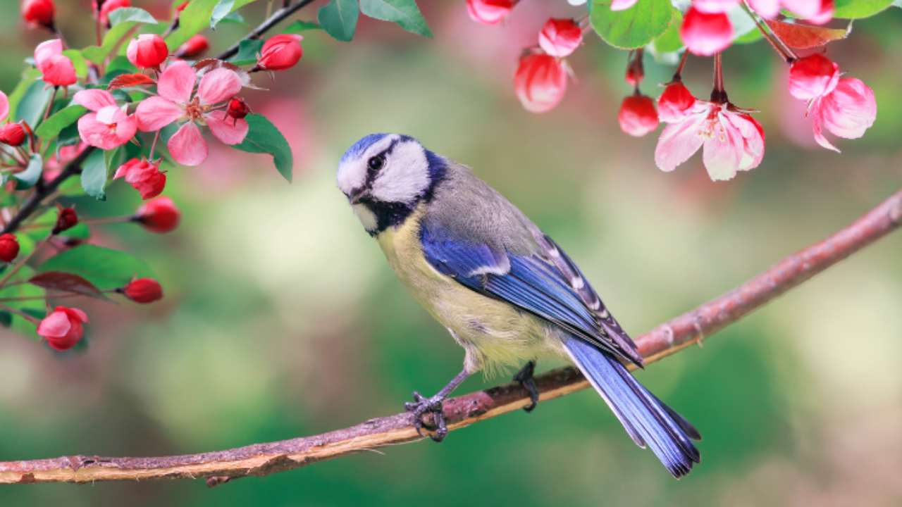 Gli uccelli dormono in piedi? Ecco tutto ciò che c'è da sapere