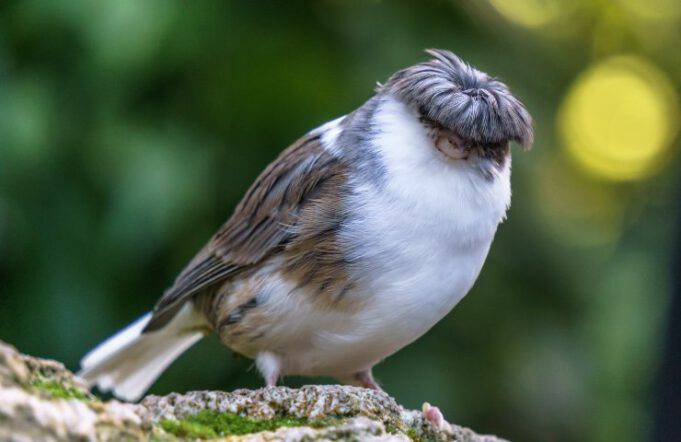 Animali con il ciuffo: caratteristiche e curiosità di specie particolari