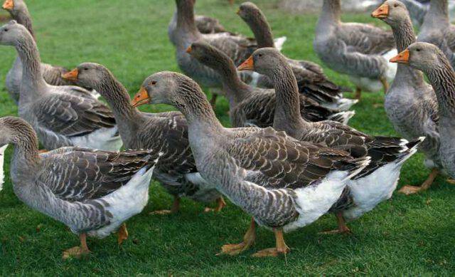 Oca di Tolosa: specie rara ornamentale da cortile e giardino