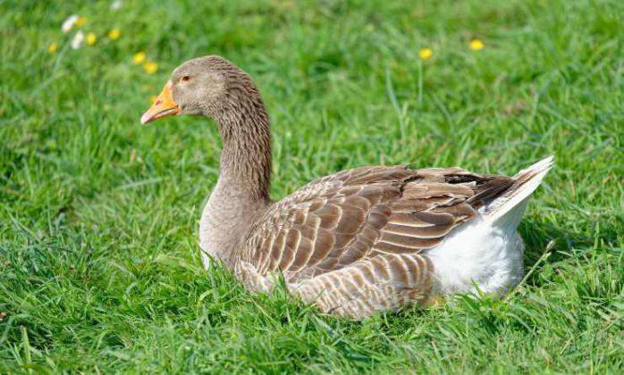 Oca di Tolosa: specie rara ornamentale da cortile e giardino