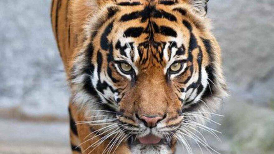 Tigri, di che colore li vedono gli altri animali? Tutt'altro che arancione!