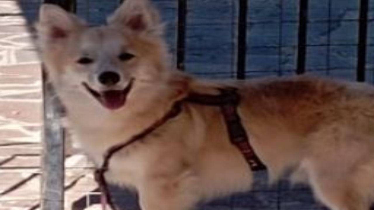 Il cane Cody cerca una famiglia: dopo l'abbandono vuole essere felice