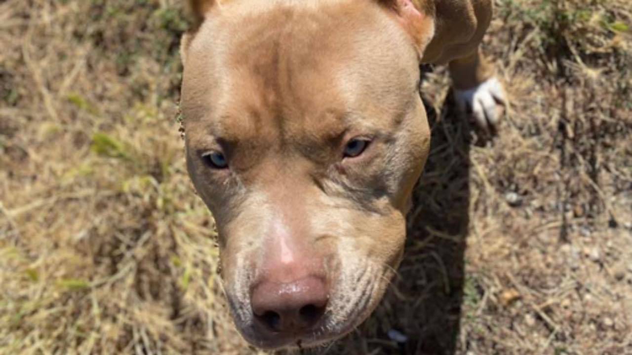 Piper: cane mutilato selvaggiamente, è allarme sul territorio