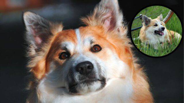 Curiosità sull'Iceland dog: nome, storia, origini e altre info utili