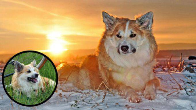 Curiosità sull'Iceland dog: nome, storia, origini e altre info utili