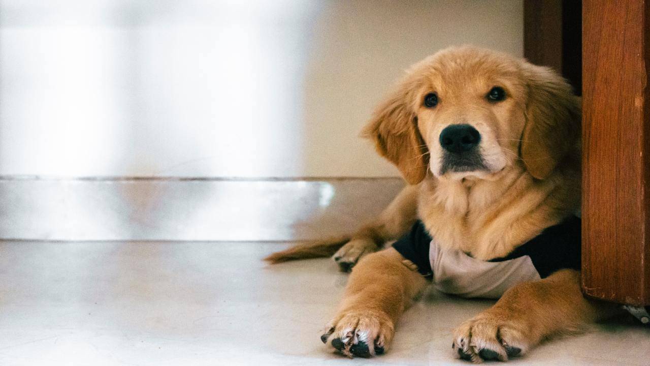 Faringite nel cane: quali sono le cause, i vari sintomi, la diagnosi e ...