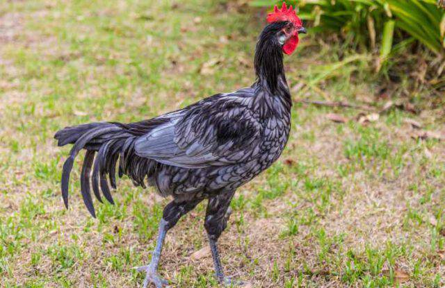 Gallina Andalusa blu: specie rara ornamentale da cortile e giardino