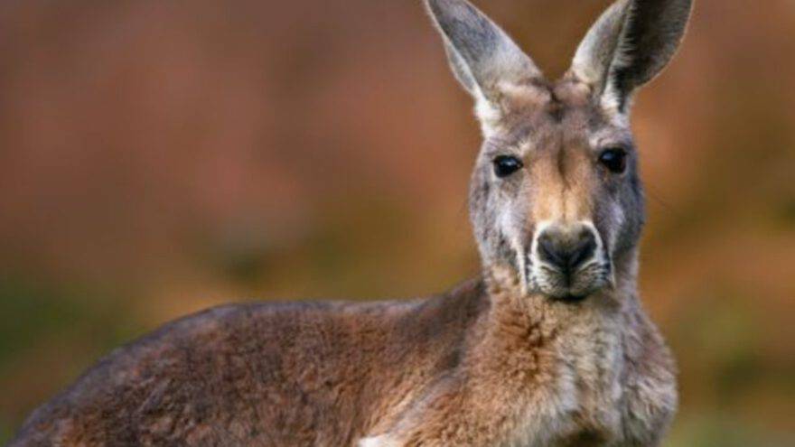 Canguri, cosa nascondono dentro il marsupio? La risposta ti sconvolgerà!