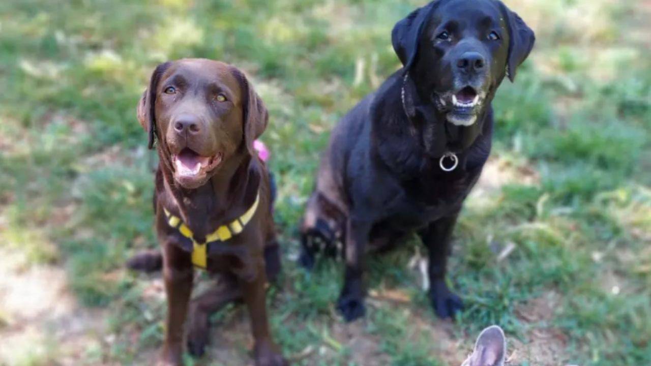 Cani randagi, riduzione pagamento Tari per chi fa un'adozione: dove